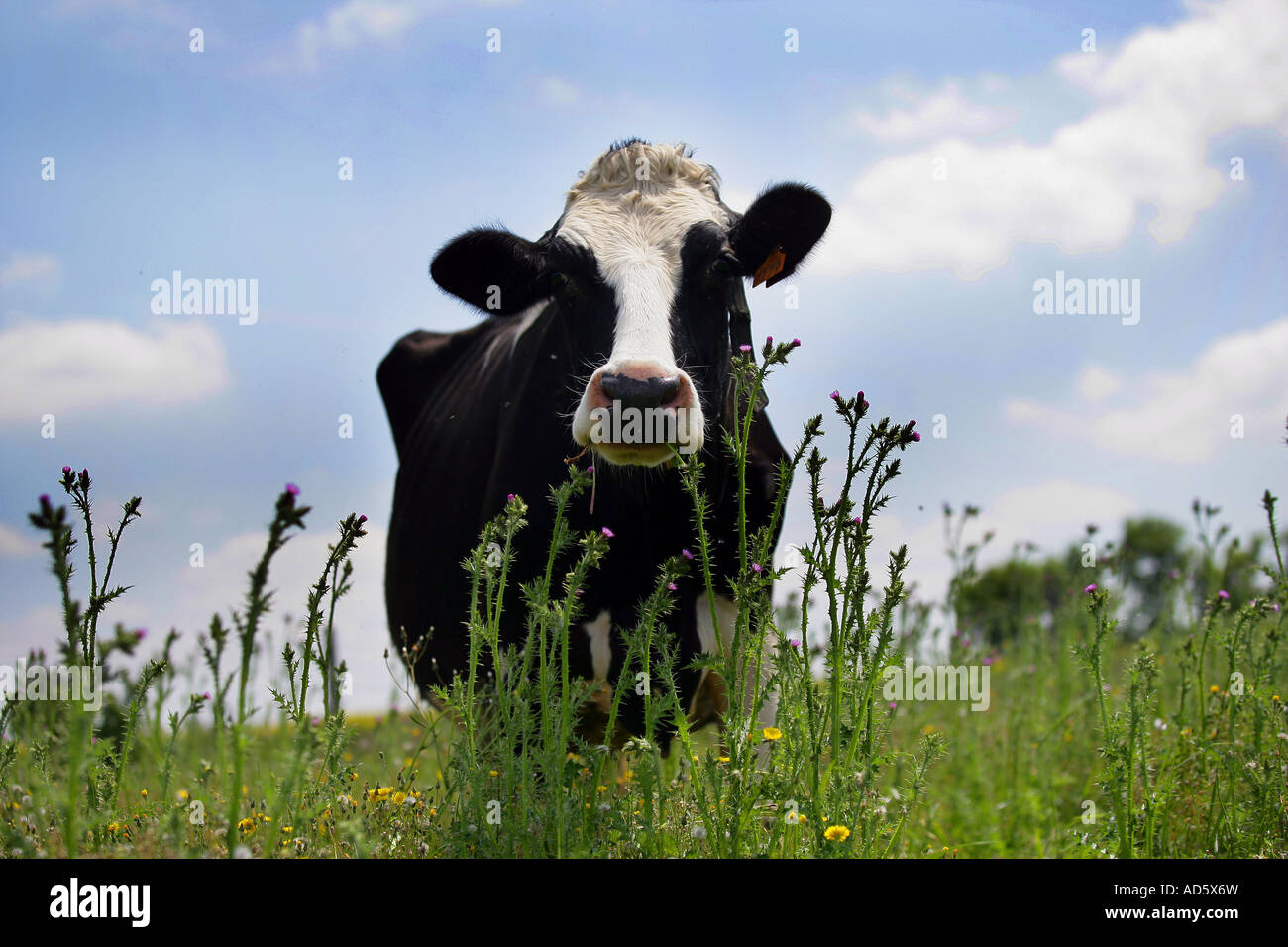 Cow eating in a field Stock Photo - Alamy