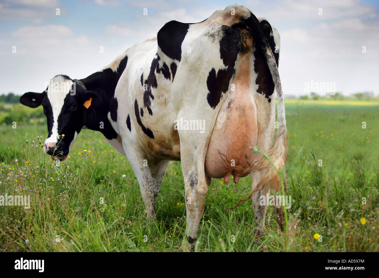 Cow in field Stock Photo - Alamy