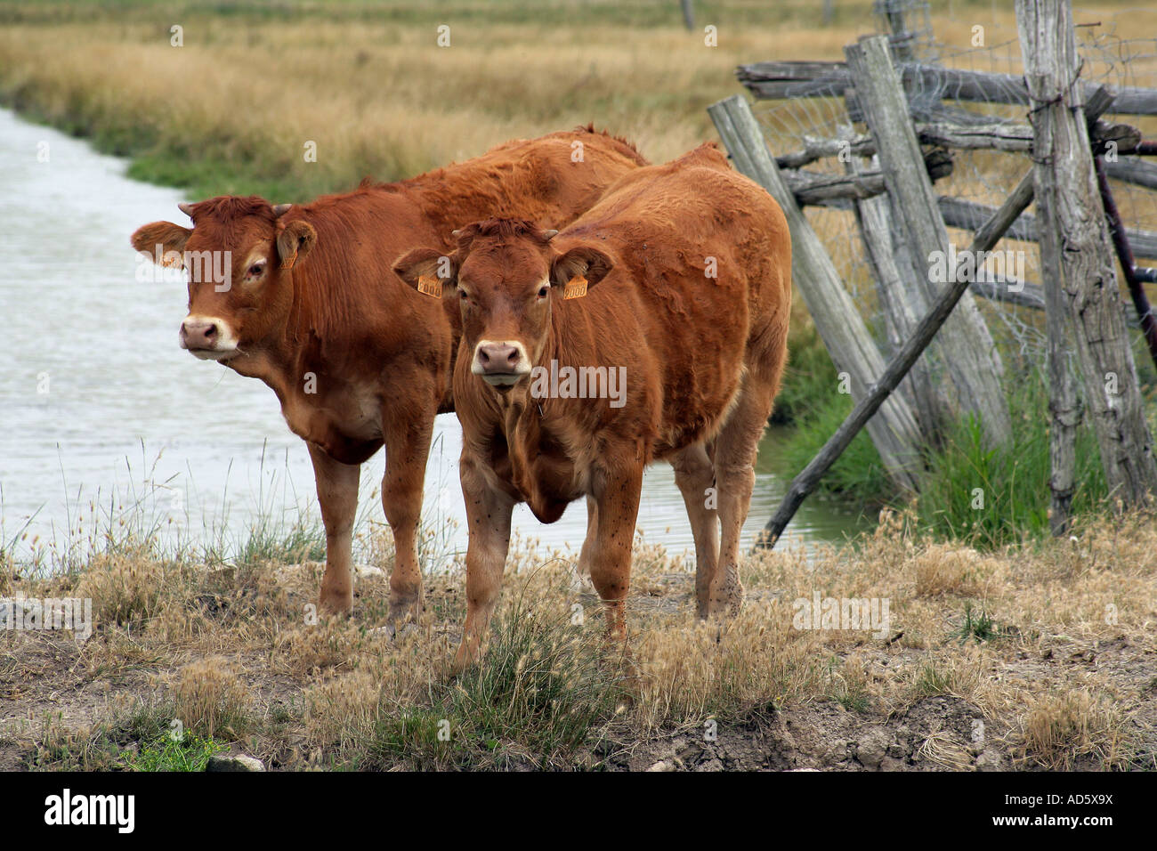 Cattle in a field Stock Photo - Alamy