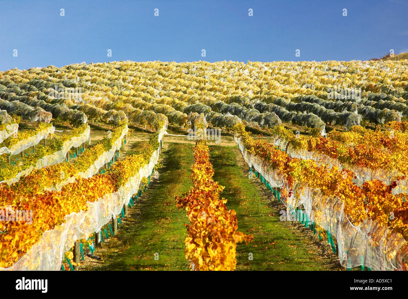 Mt Difficulty Vineyard Bannockburn near Cromwell Central Otago South ...