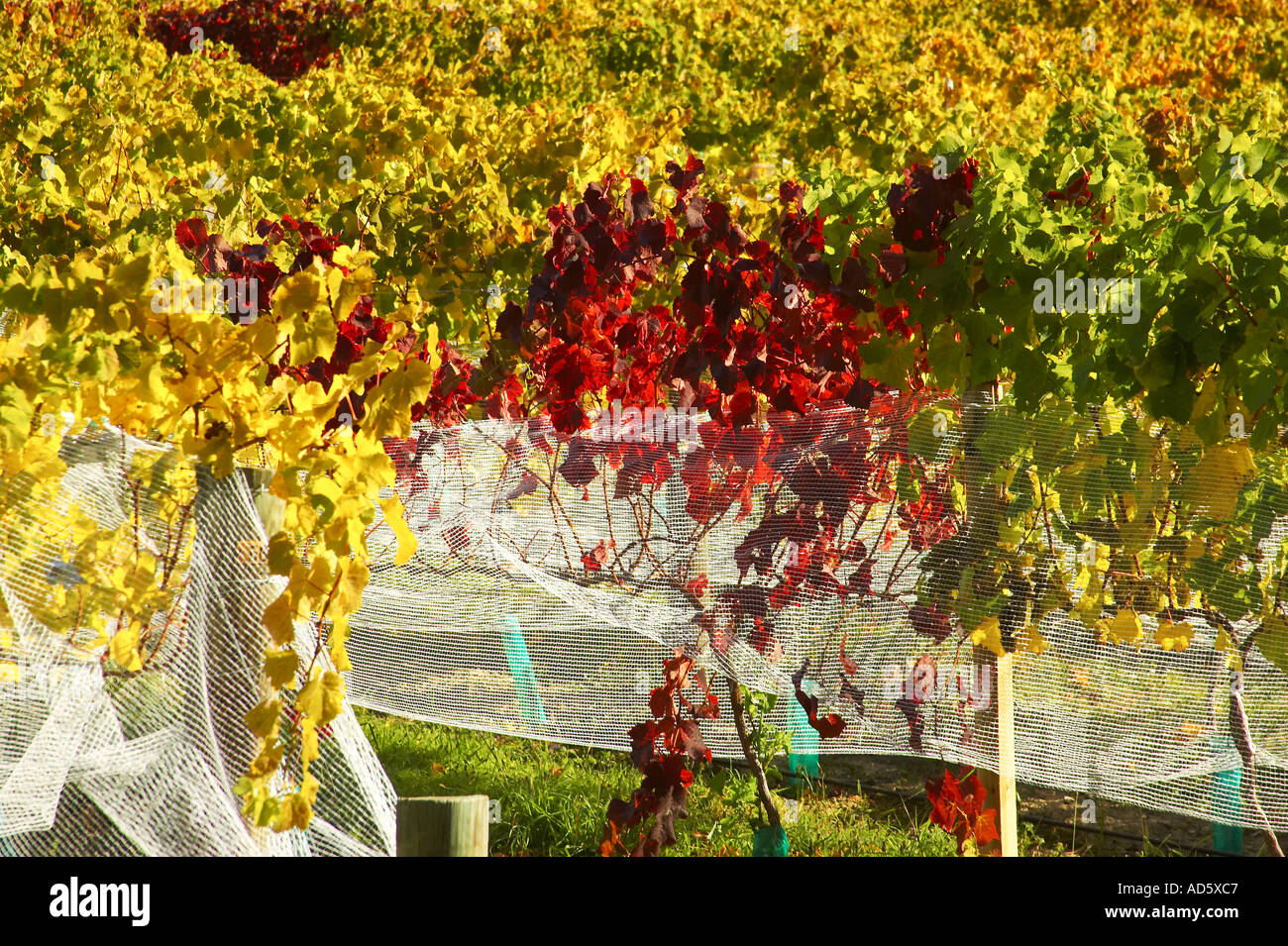 Autumn color on grapevines in vineyard near Cromwell Central Otago ...