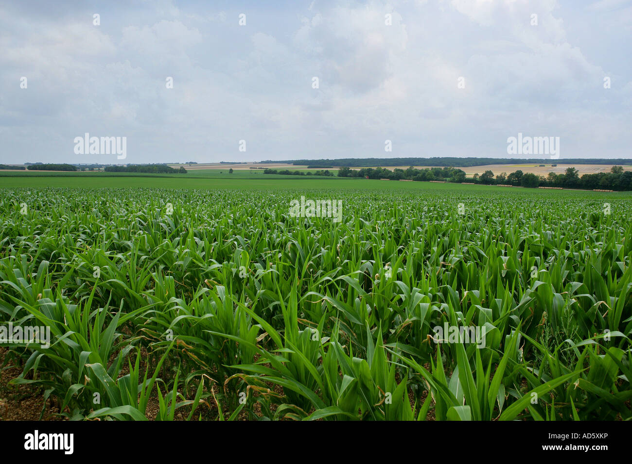 View of an agricultural field Stock Photo - Alamy