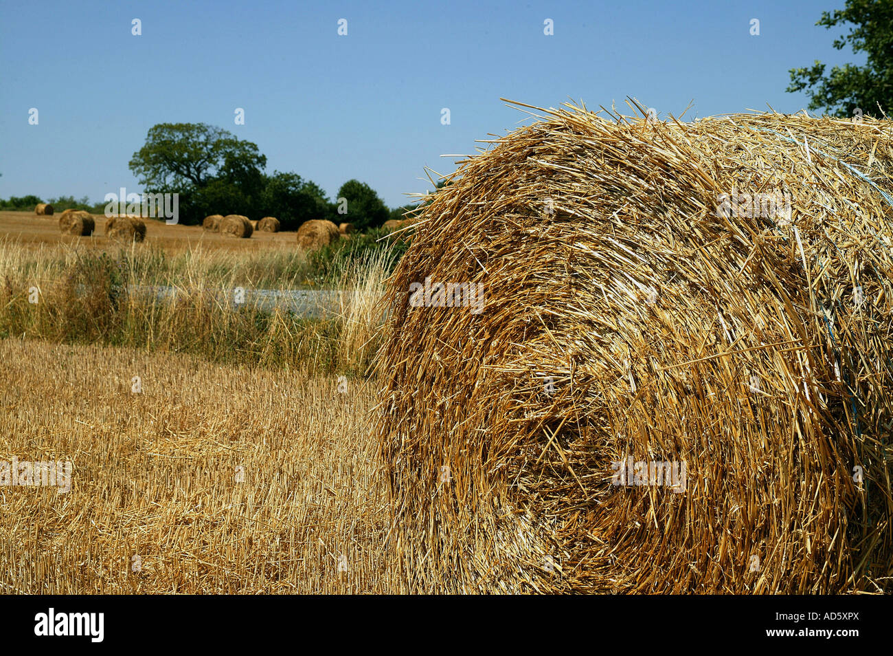 Dry hay rolls in a field Stock Photo - Alamy