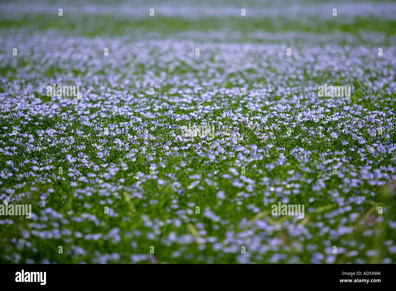 Field of blue flowers Stock Photo - Alamy