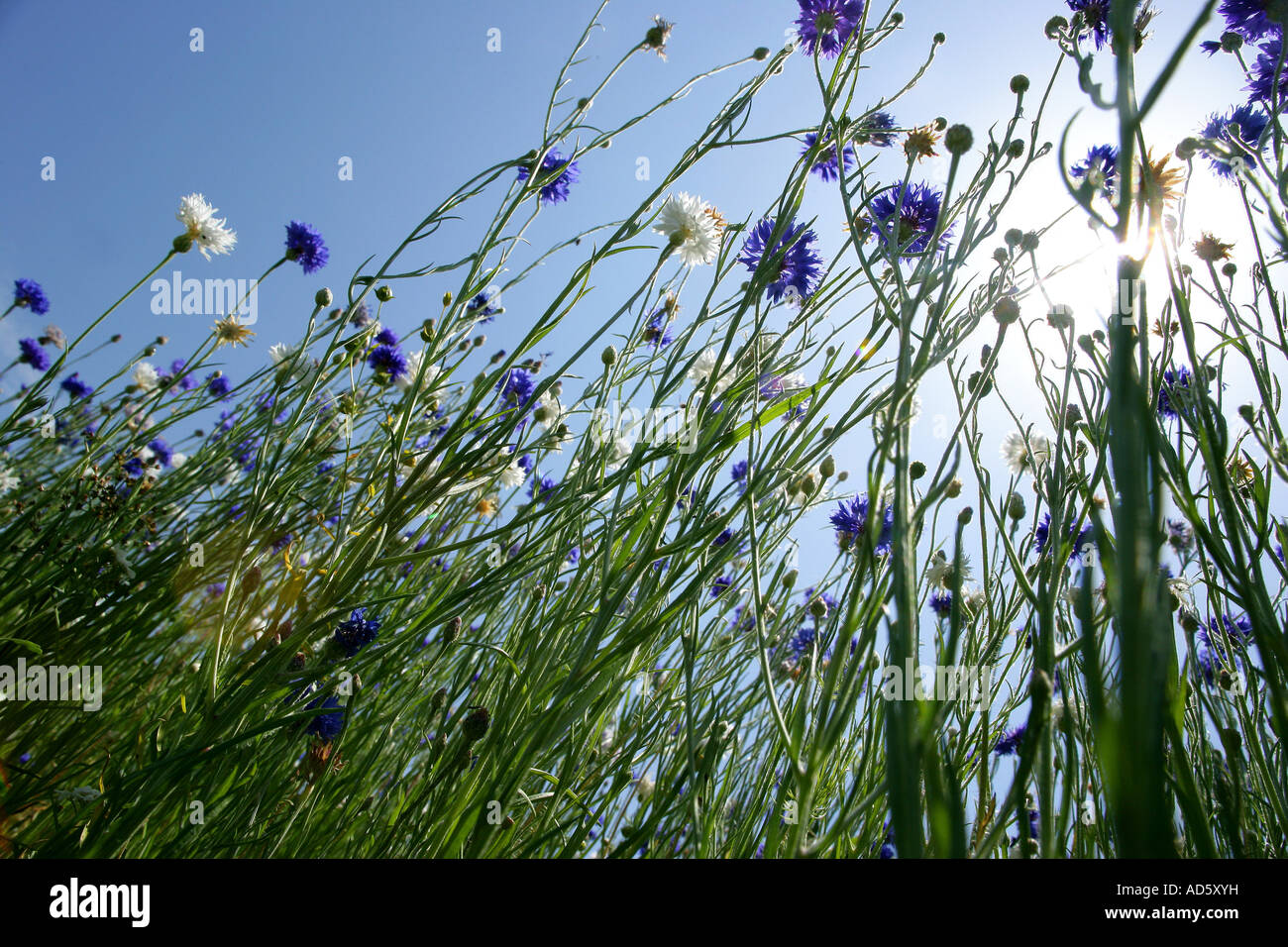 Field of multicoloured flowers Stock Photo - Alamy
