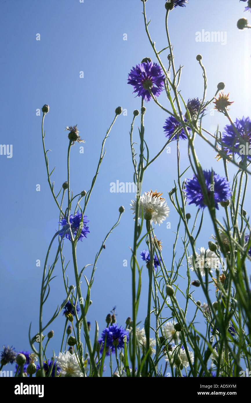 Field of multicoloured flowers Stock Photo - Alamy