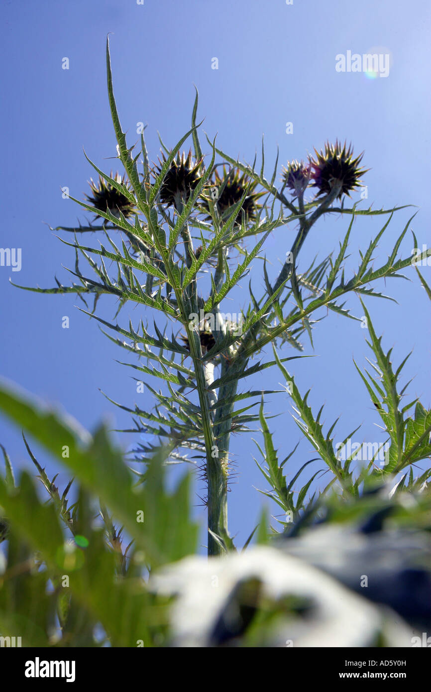 Wild flowering plants on a field Stock Photo - Alamy