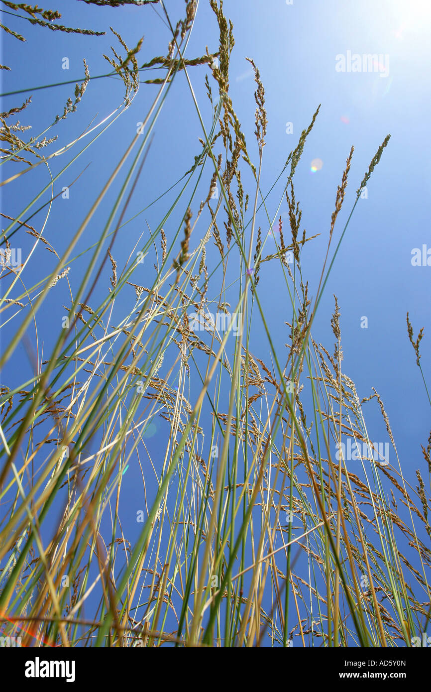 Wild plants in a field Stock Photo - Alamy