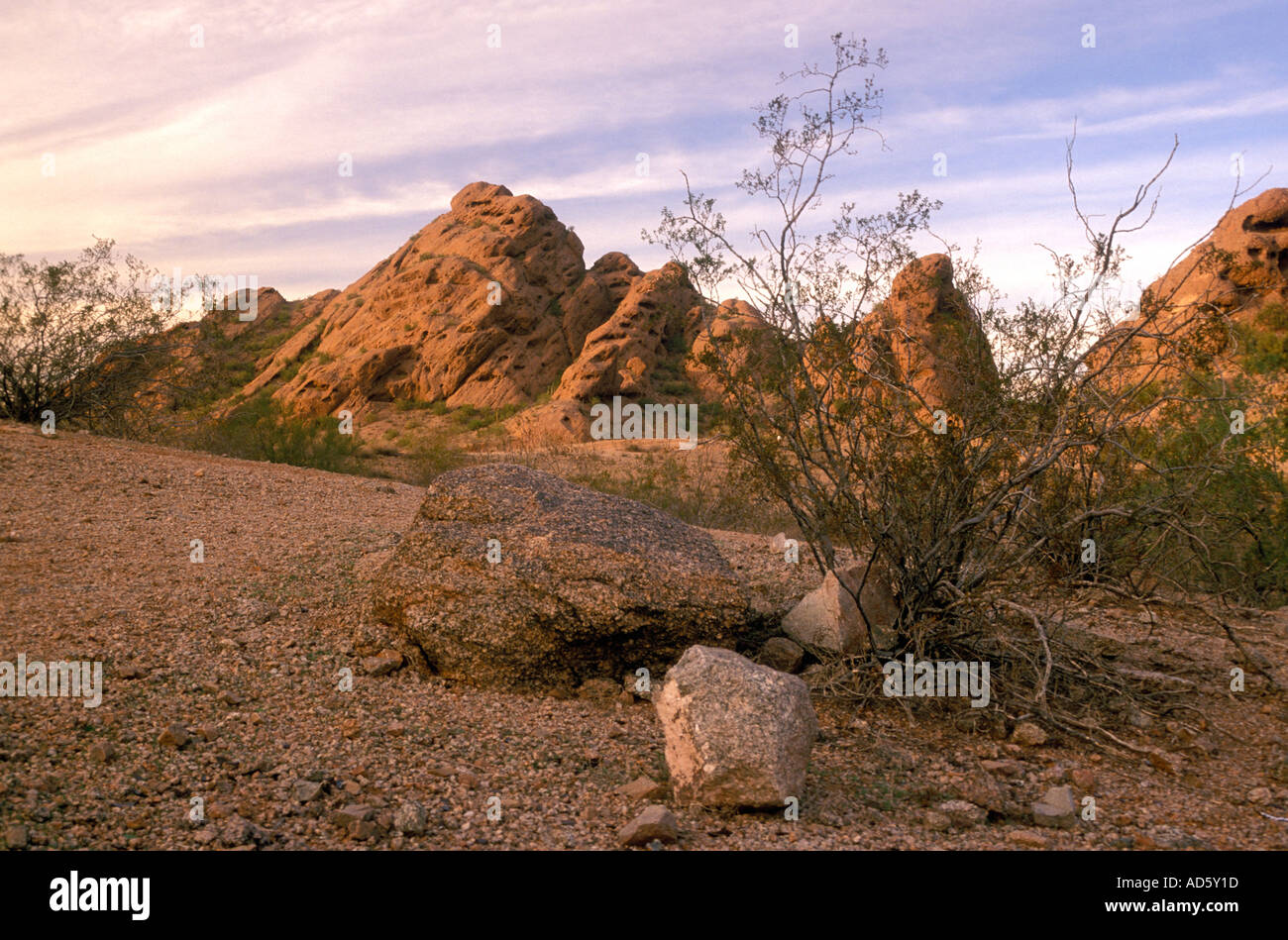 Papago park cactus hi-res stock photography and images - Alamy