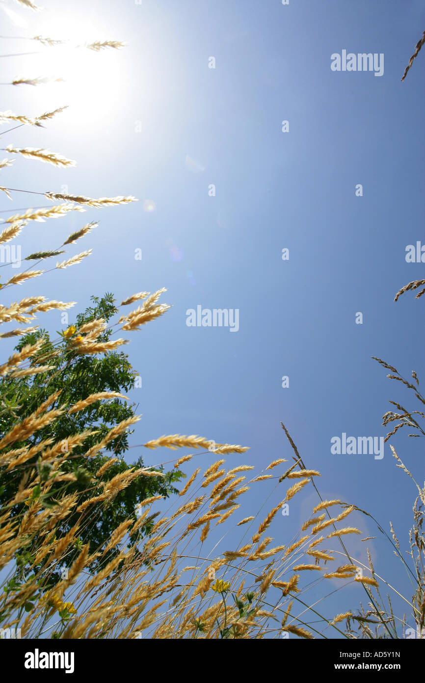 field of wild plants Stock Photo - Alamy