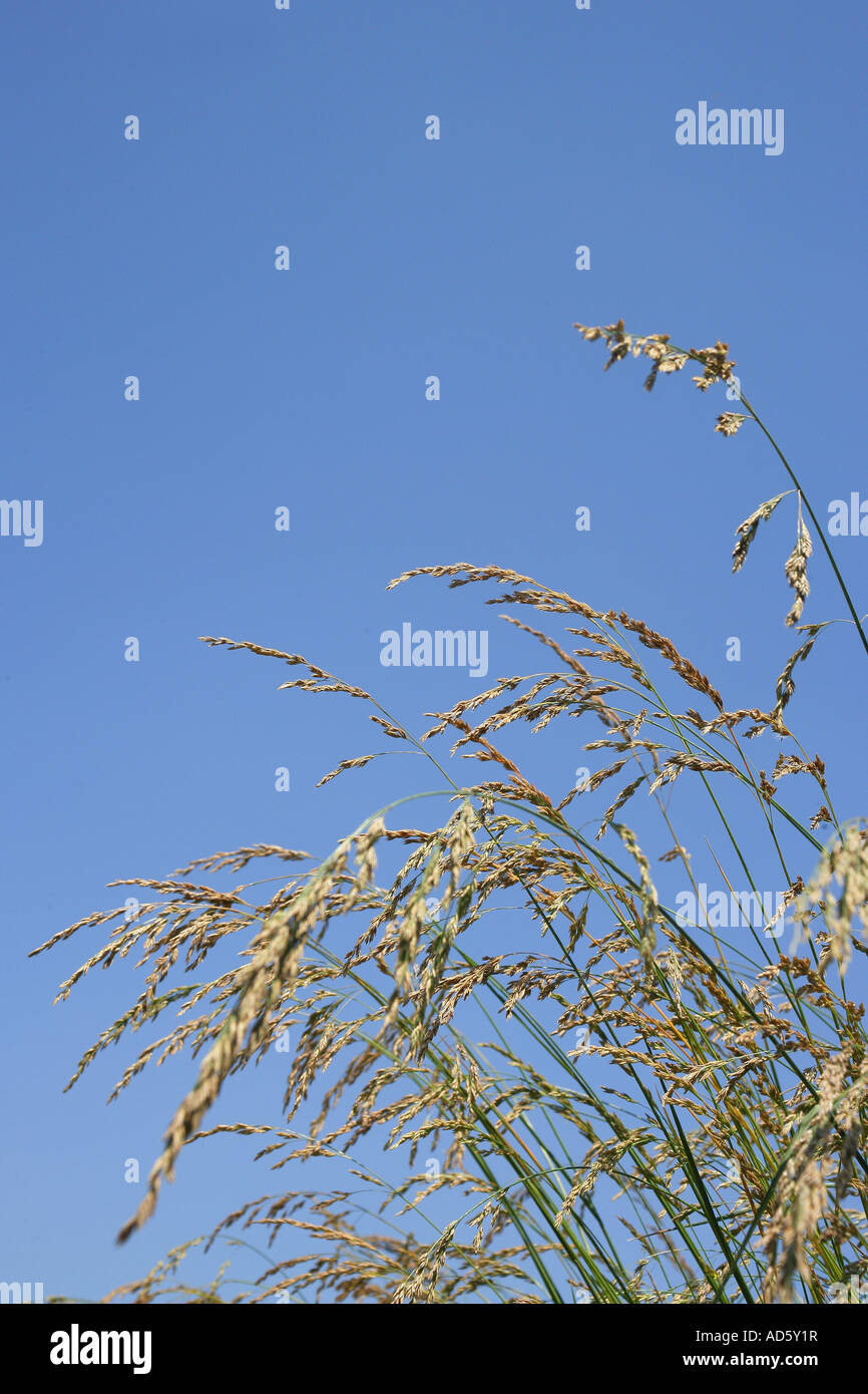 field of wild plants Stock Photo - Alamy