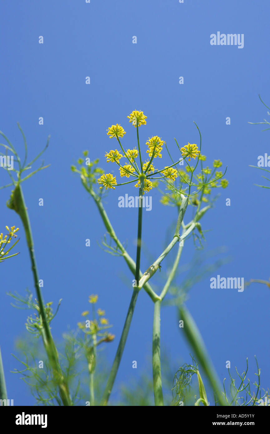 field of wild plants Stock Photo - Alamy