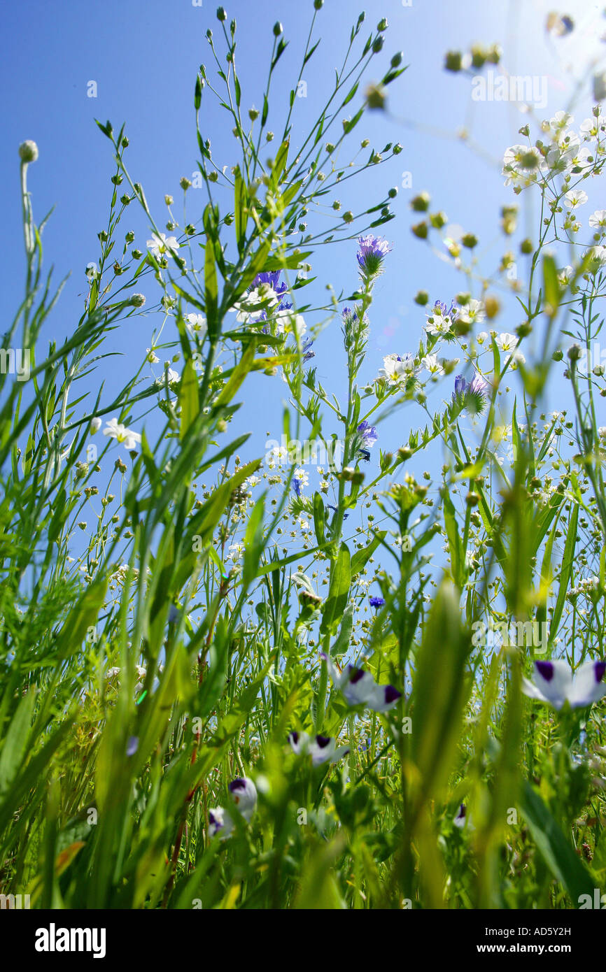 field of wild plants Stock Photo - Alamy