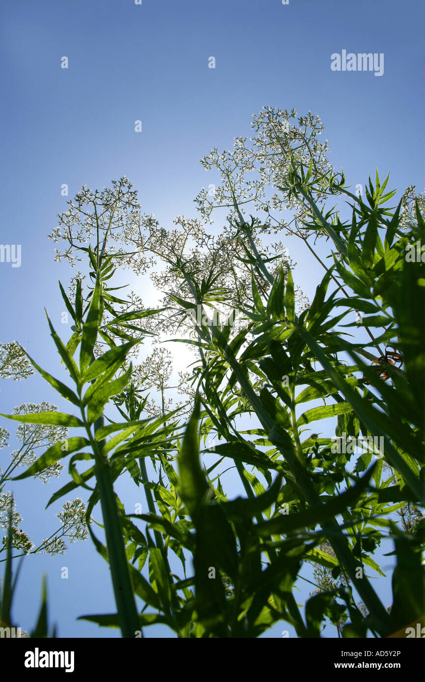 Wild flowering plants on a field Stock Photo - Alamy