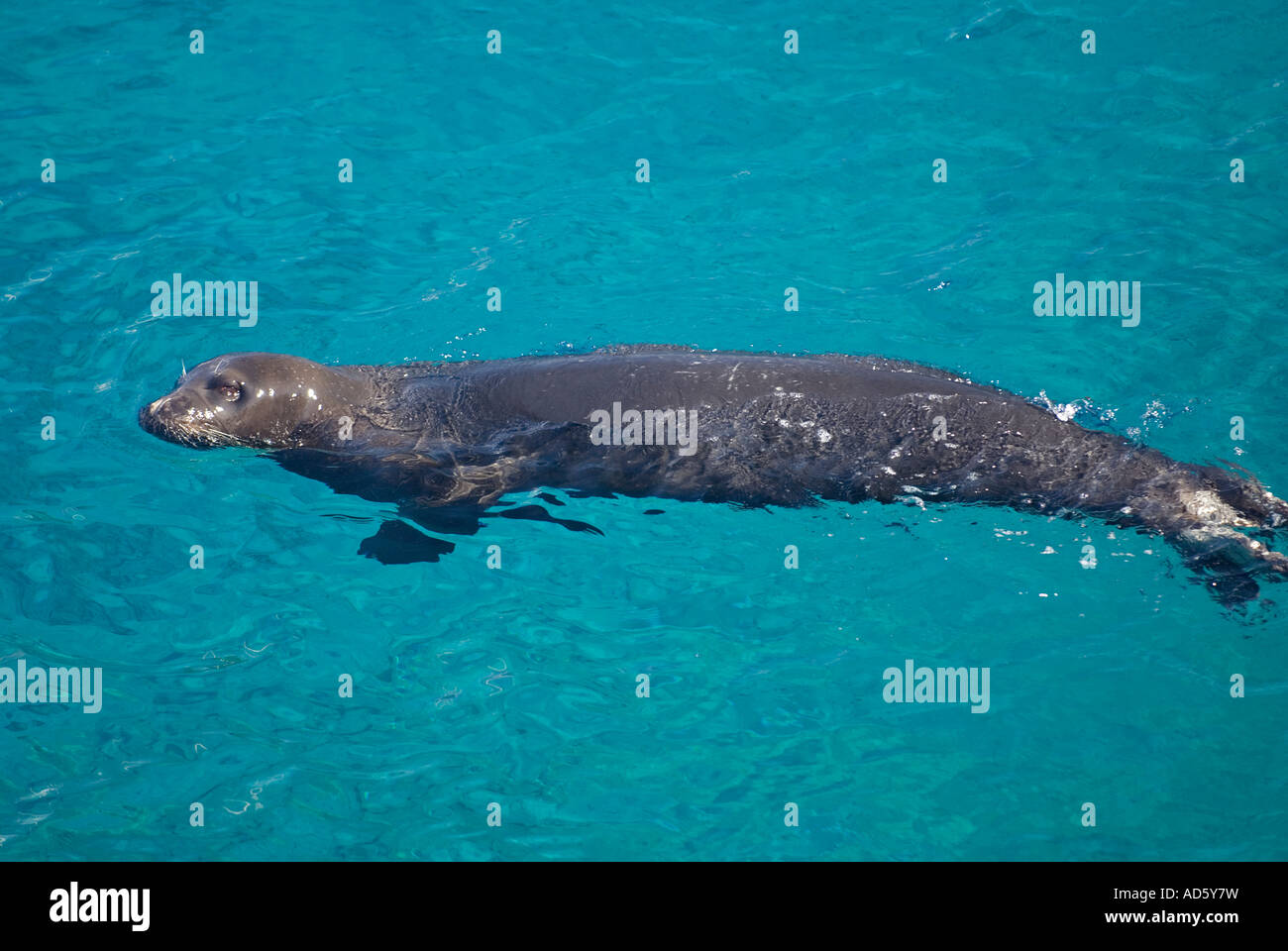 Mediterranean Monk Seal Endangered