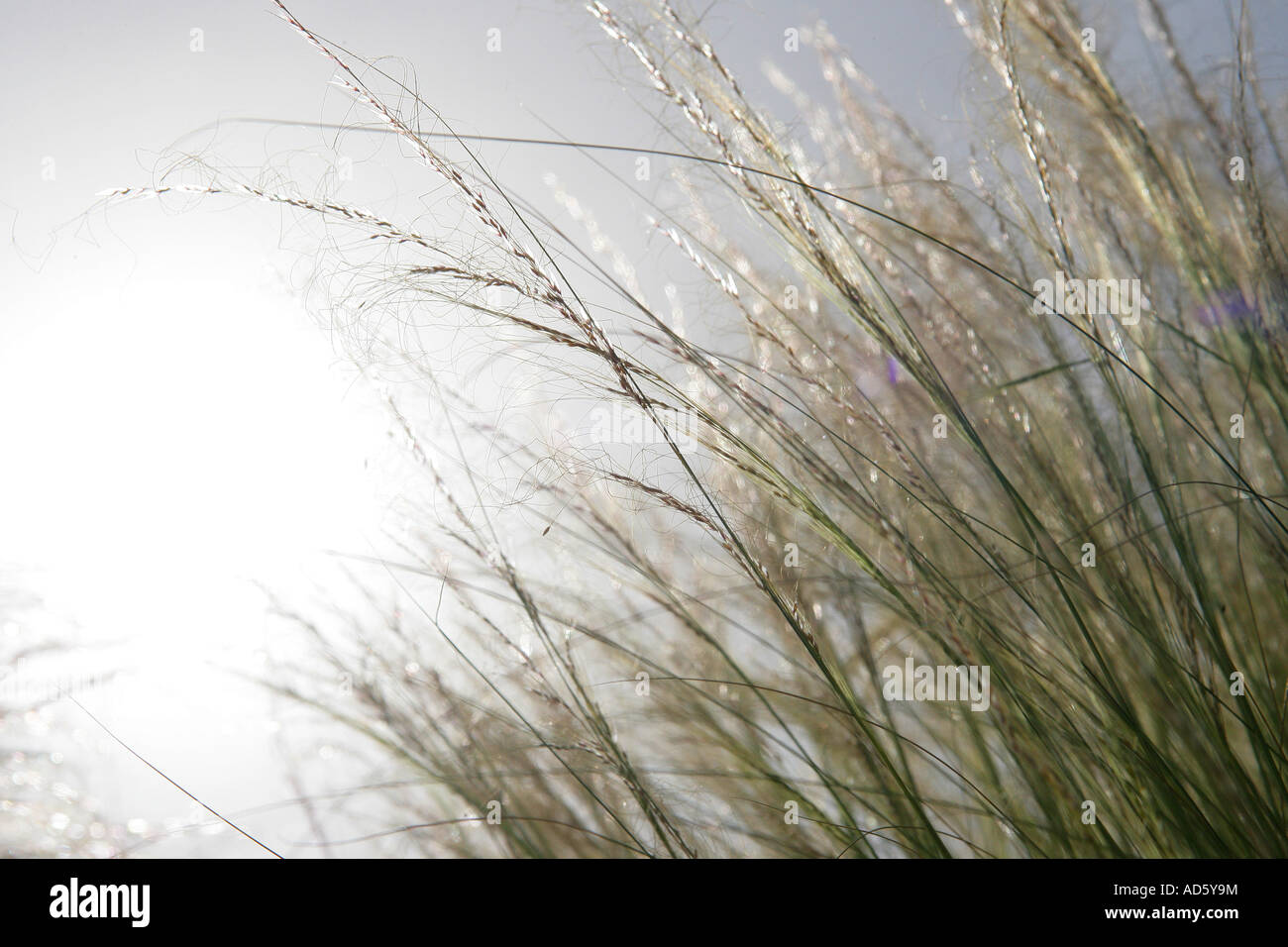 Wild plants in a field Stock Photo - Alamy