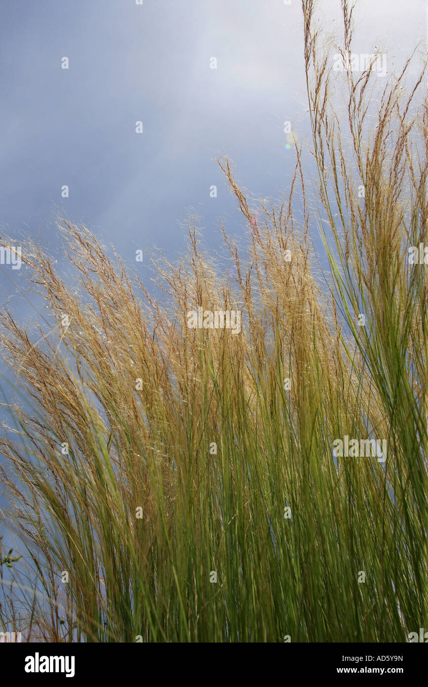 Wild plants in a field Stock Photo - Alamy