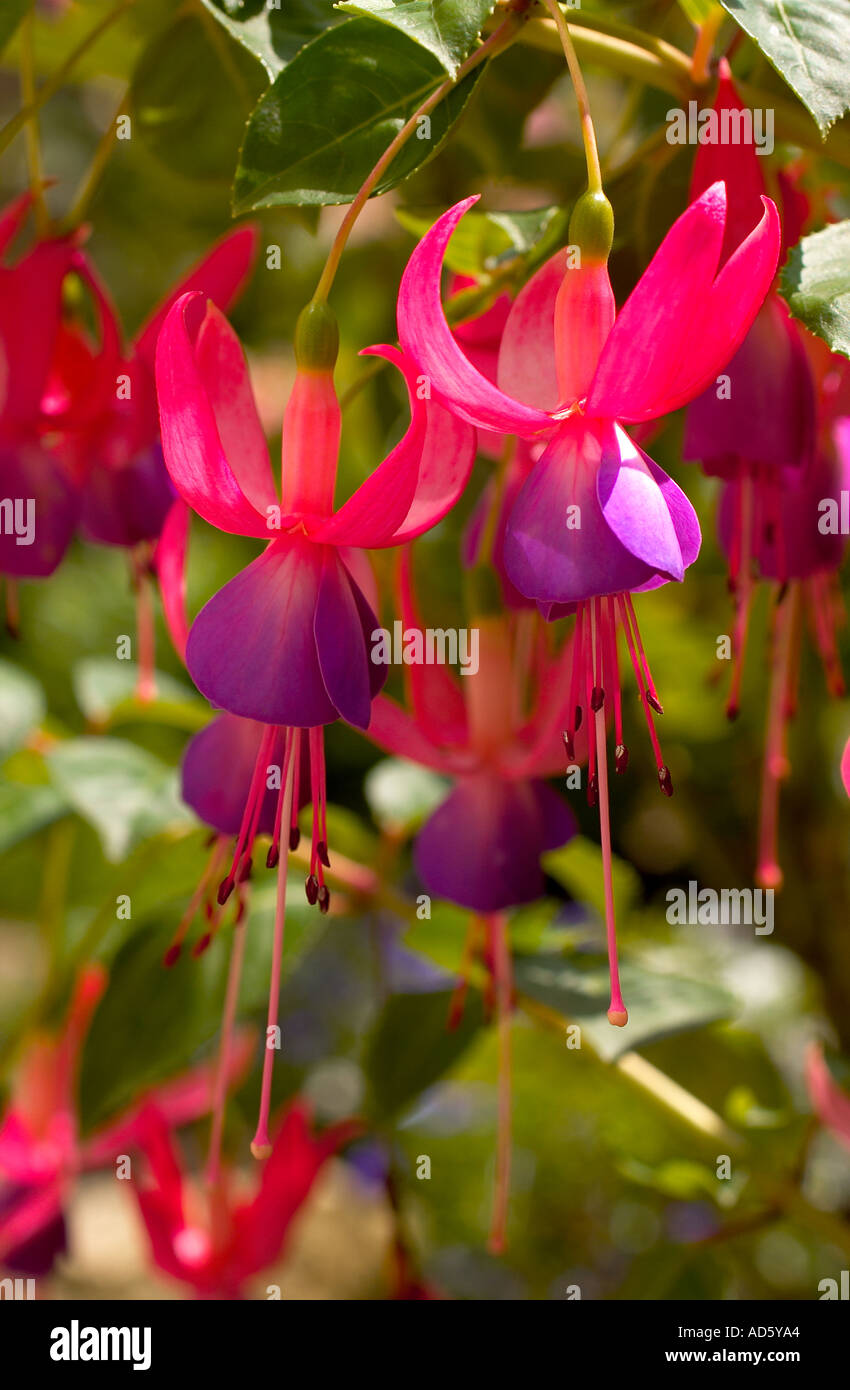 Fuchsia nature hi-res stock photography and images - Alamy