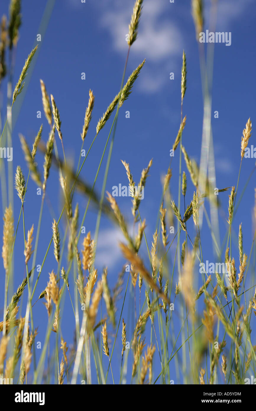 Wild vegetation field with blue sky Stock Photo - Alamy