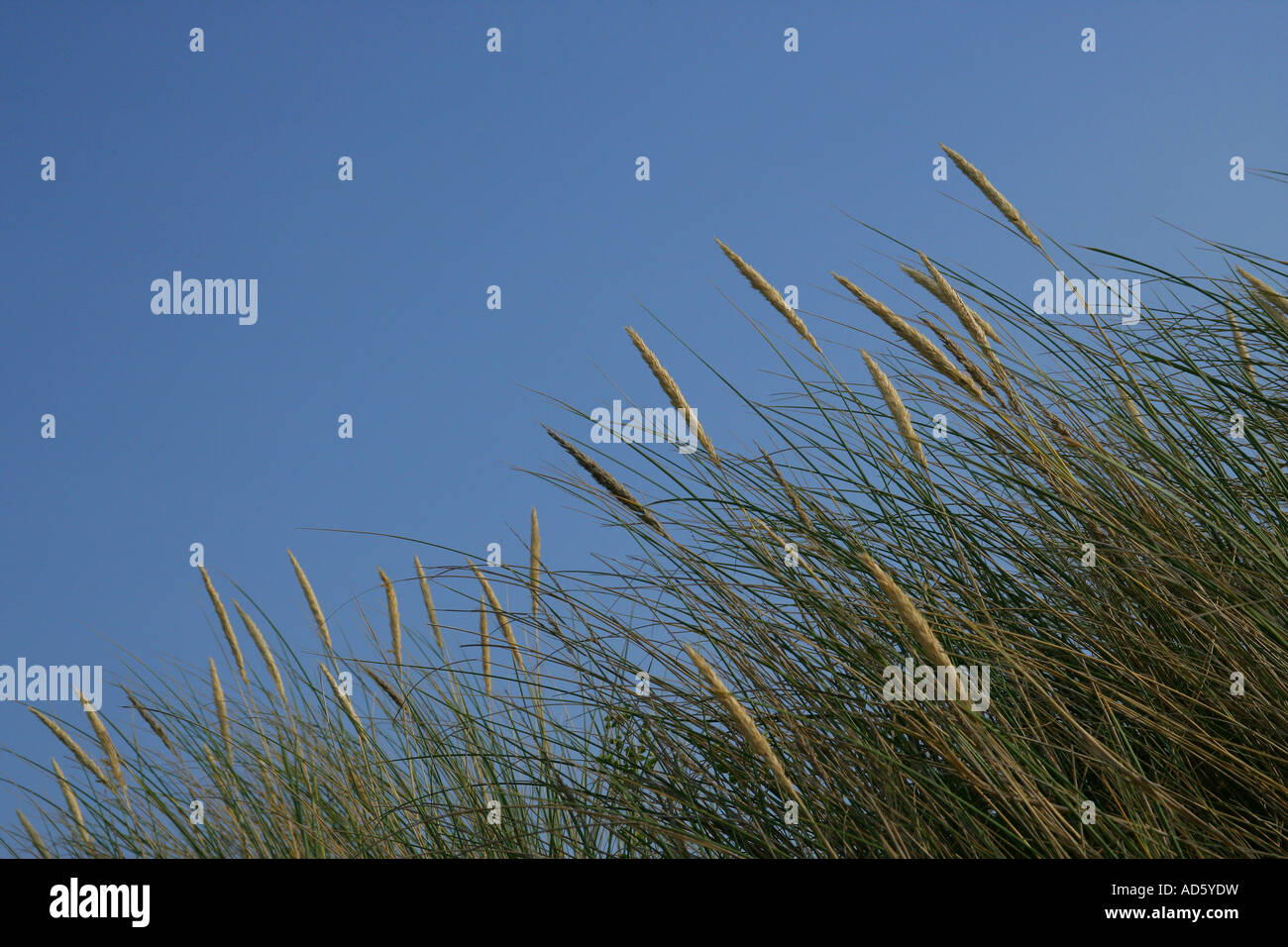 Wild vegetation field with blue sky Stock Photo - Alamy