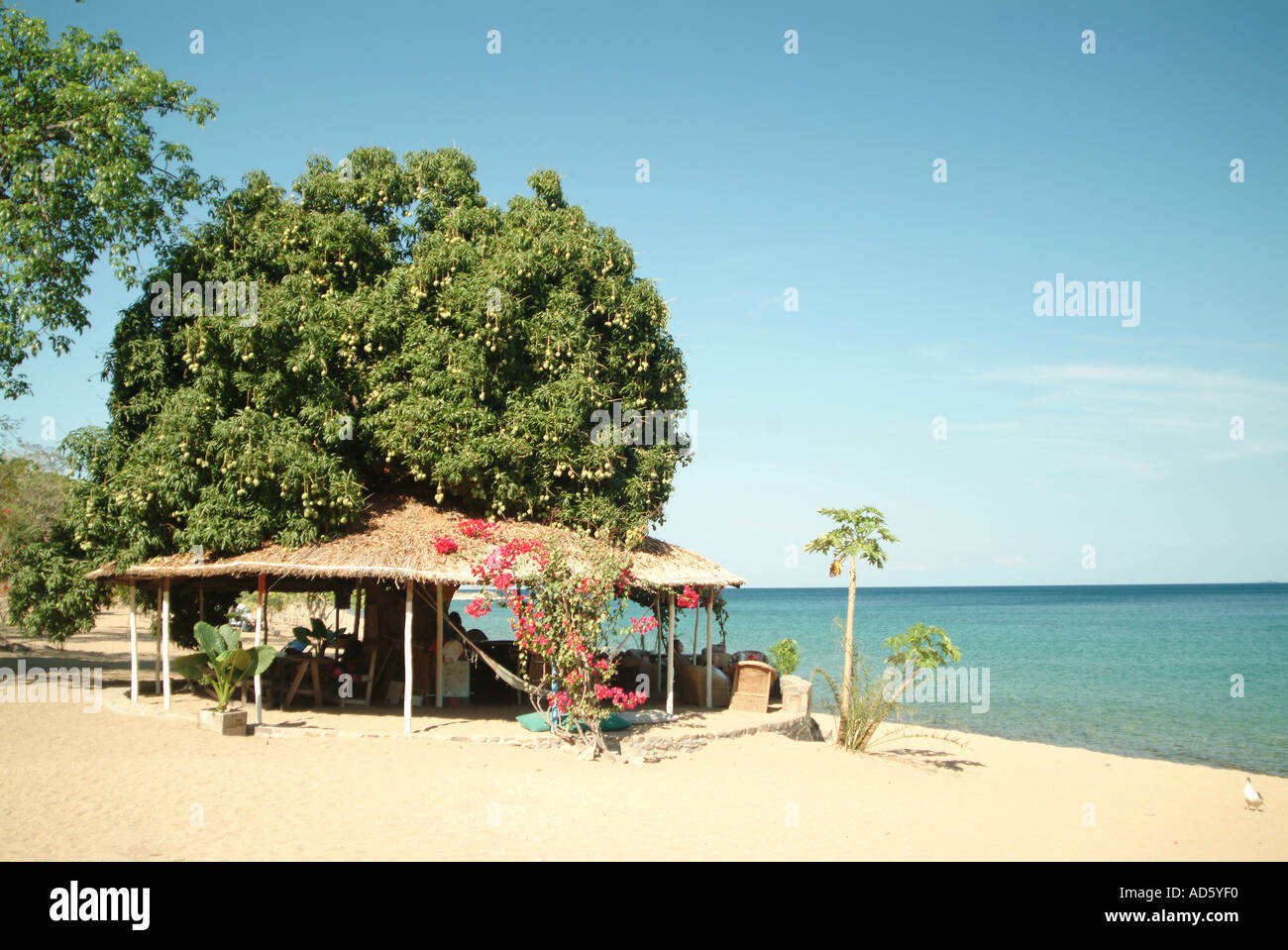 Under mango tree hi-res stock photography and images - Alamy