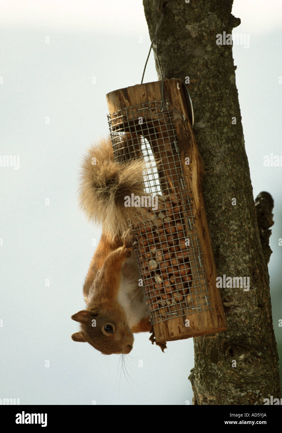 British wildlife conservation red squirrels hi-res stock photography ...