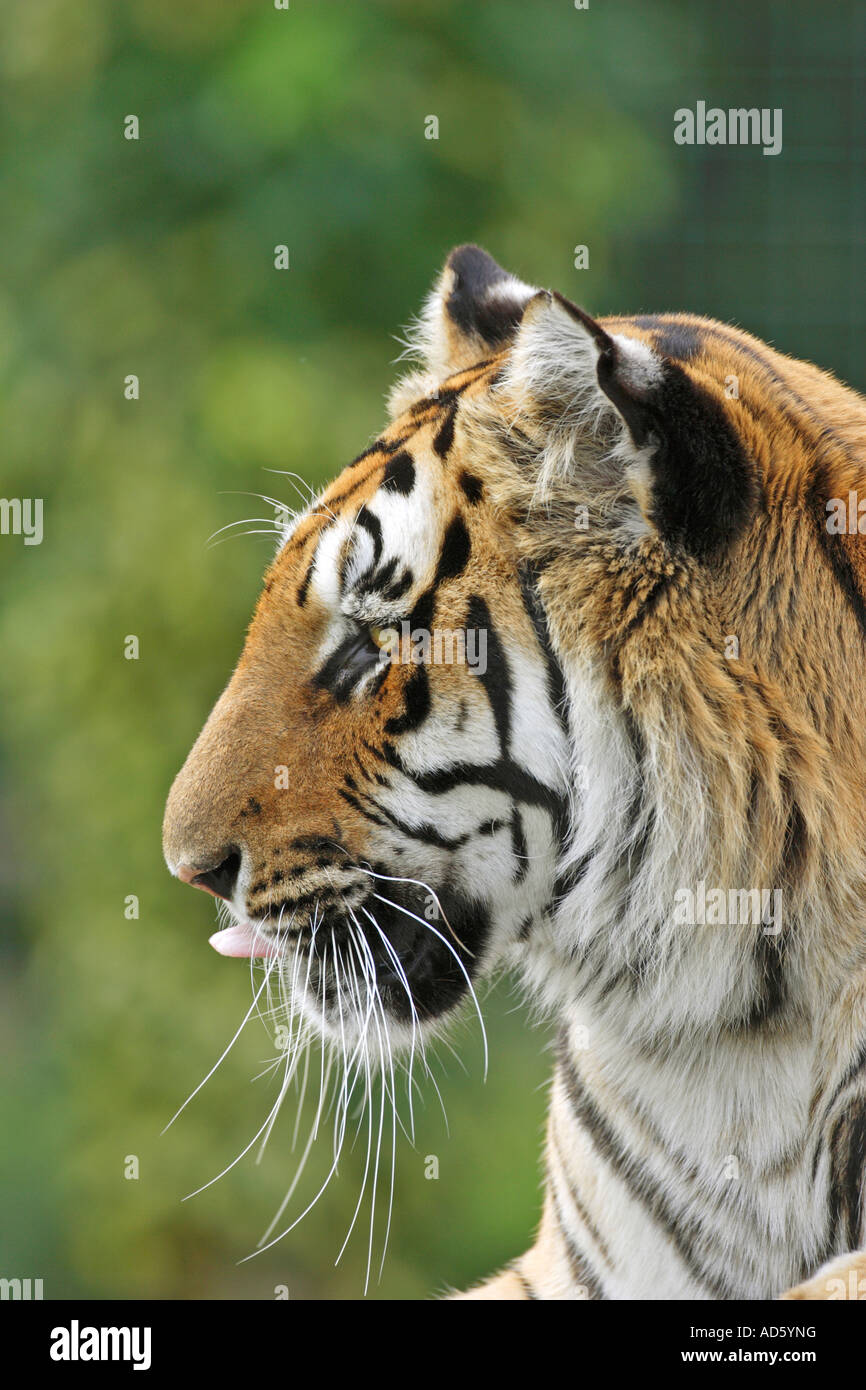 Bengal Tiger Panthera tigris close up of head patterna and stripes ...