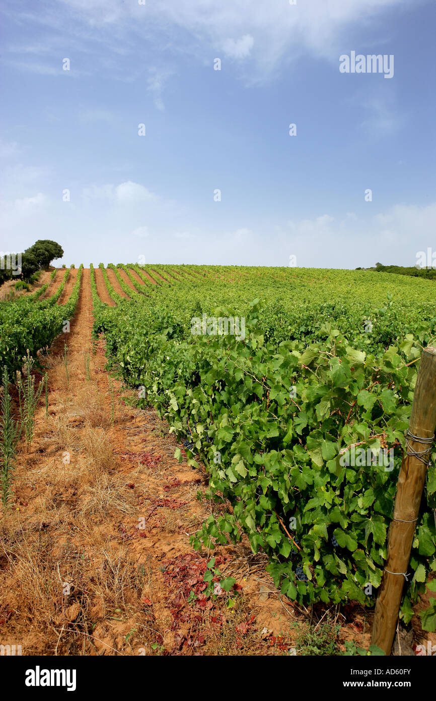 View of a grapevine field Stock Photo - Alamy