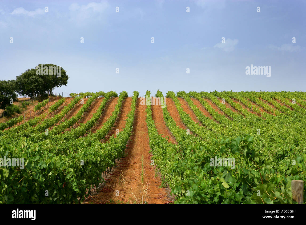 View of a grapevine field Stock Photo - Alamy
