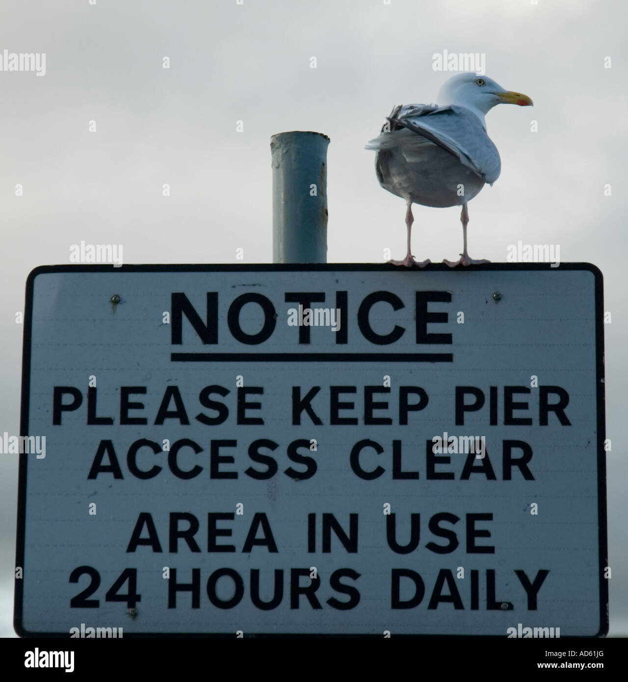 seagull on sign Stock Photo - Alamy