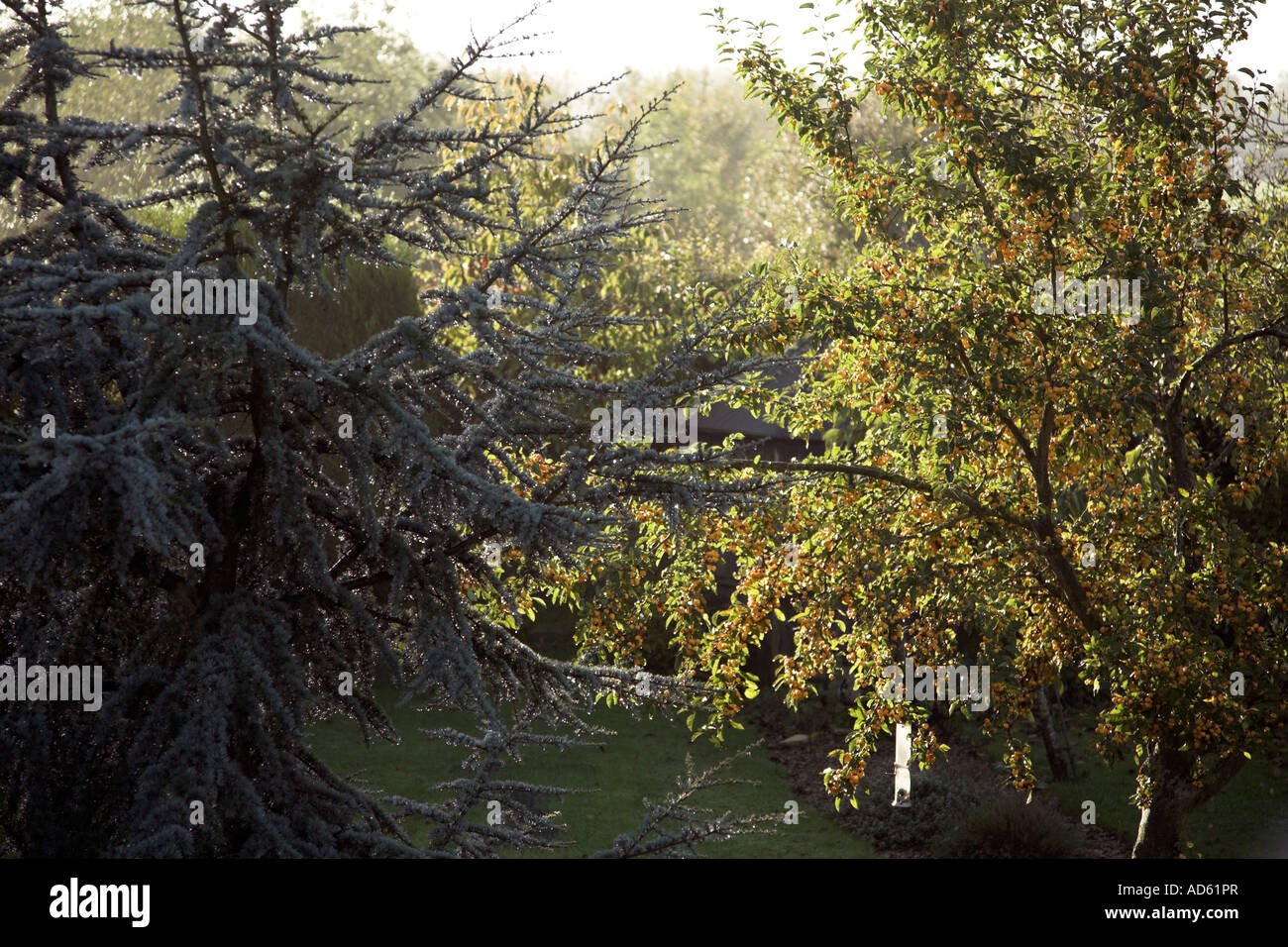 morning light backlit dew soaked trees glistening 2006 Stock Photo - Alamy
