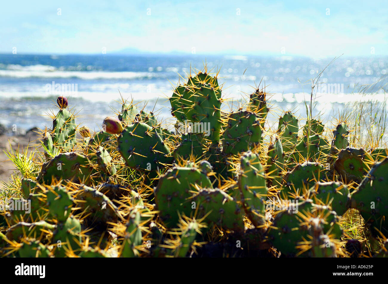 Cactus plants on the beach Stock Photo - Alamy