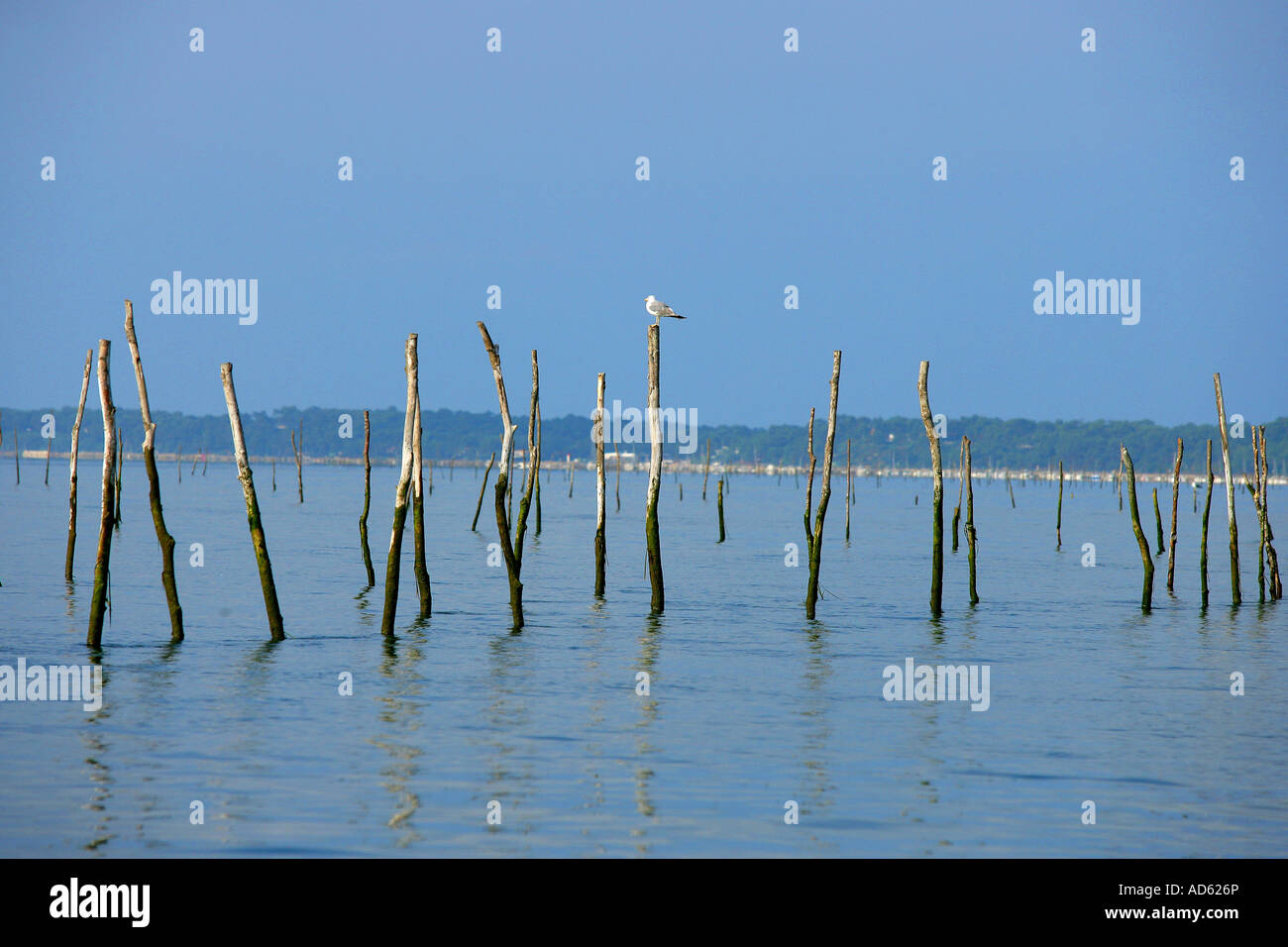 Wooden sticks in the water Stock Photo - Alamy