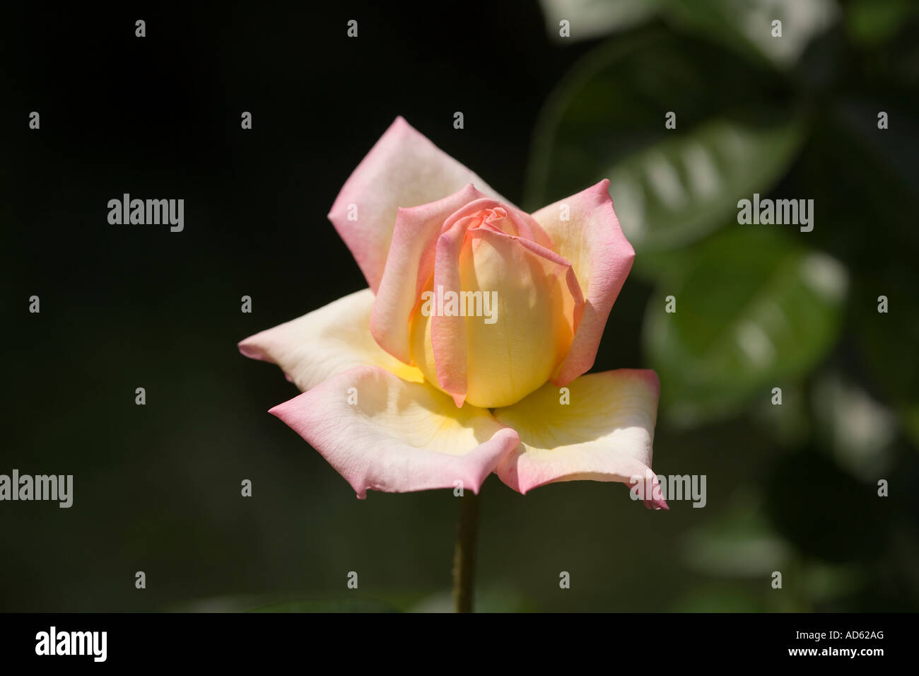 Raleigh Rose Garden Stock Photo - Alamy