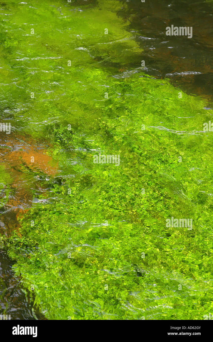 River water and vegetation Stock Photo - Alamy