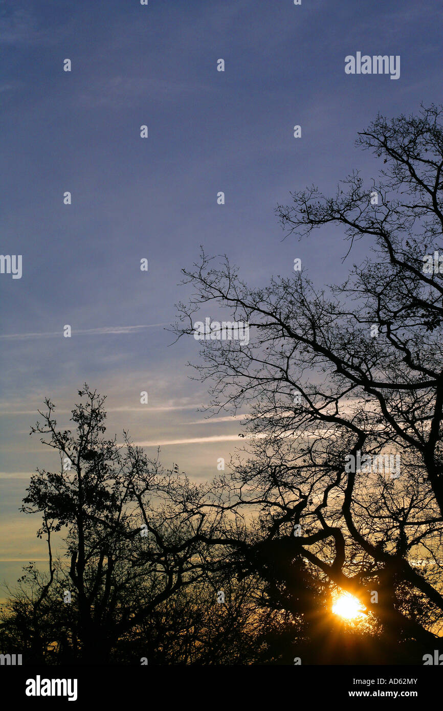Cloudy sky and trees Stock Photo - Alamy