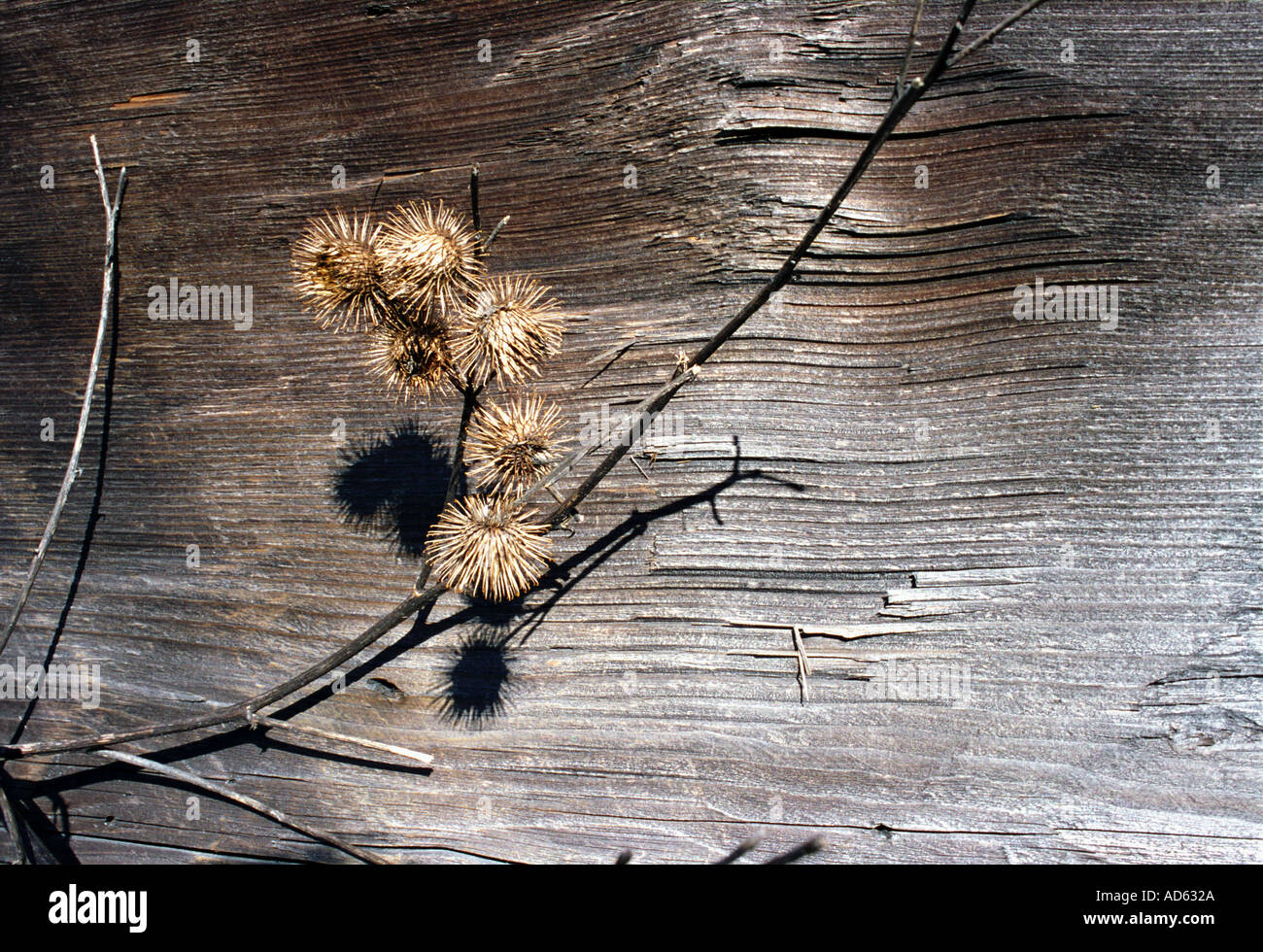 Hooked seeds hi-res stock photography and images - Alamy