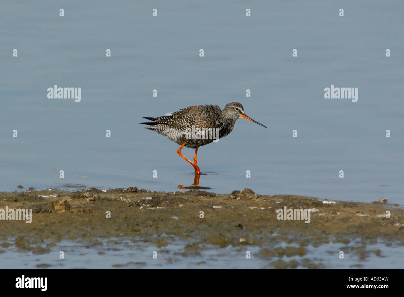 Juvenile Spotted Redshank Tringa erythropus at the Dorset wildlife ...