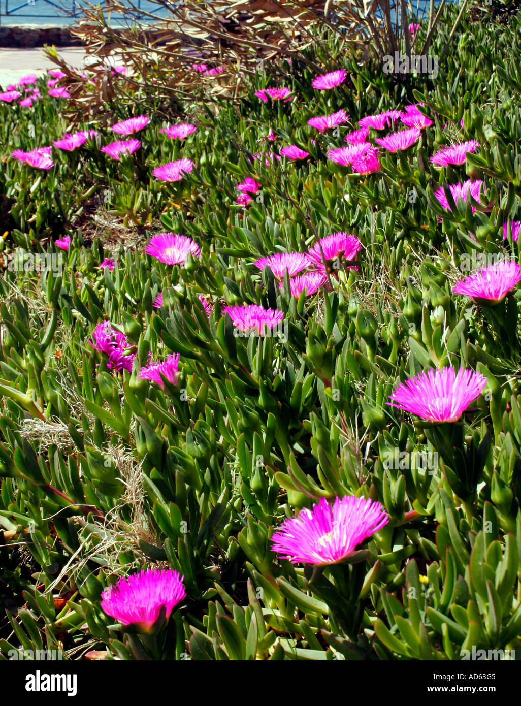 Hot pink ice plant hi-res stock photography and images - Alamy