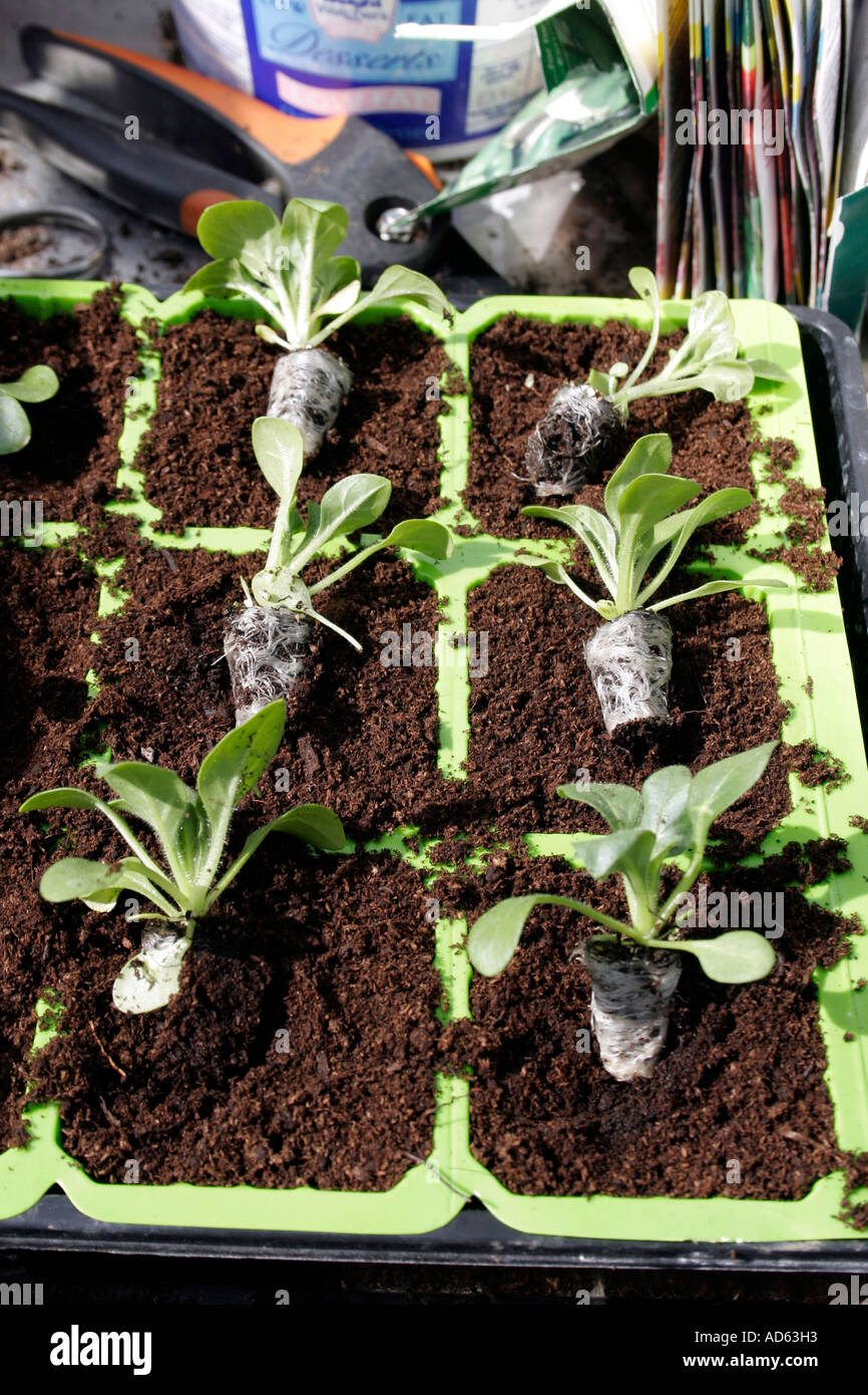 Plugs Horticulture at Angela Bates blog