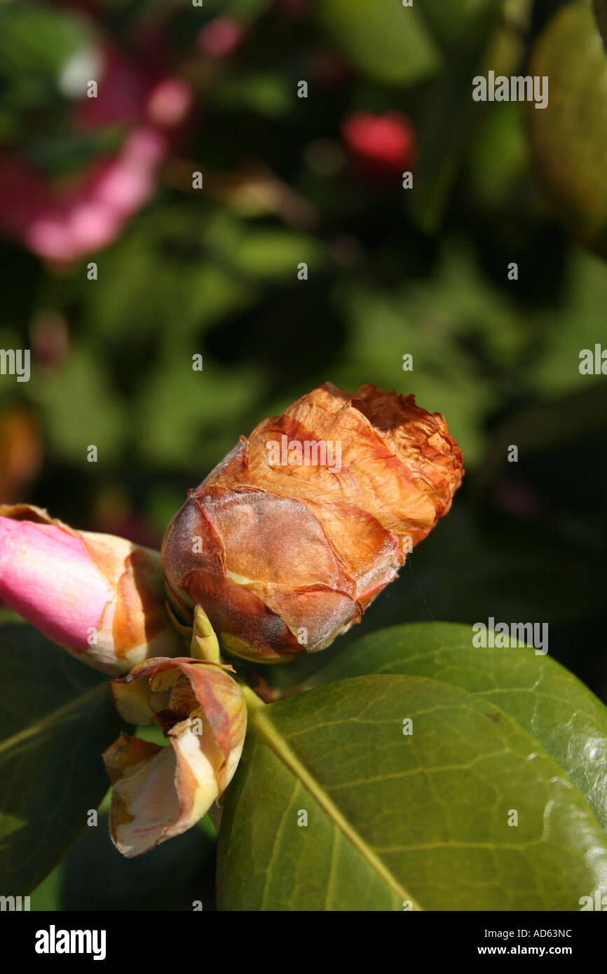 Frost damage flowers flower hi-res stock photography and images - Alamy