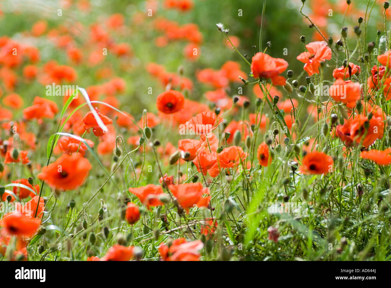 Poppy Field, poppies, Scotland Stock Photo - Alamy