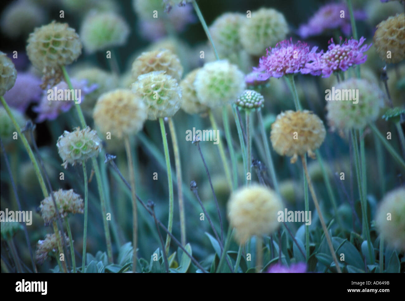 Italy Sicilian Flowers on the lower slopes of Mt Etna Stock Photo - Alamy