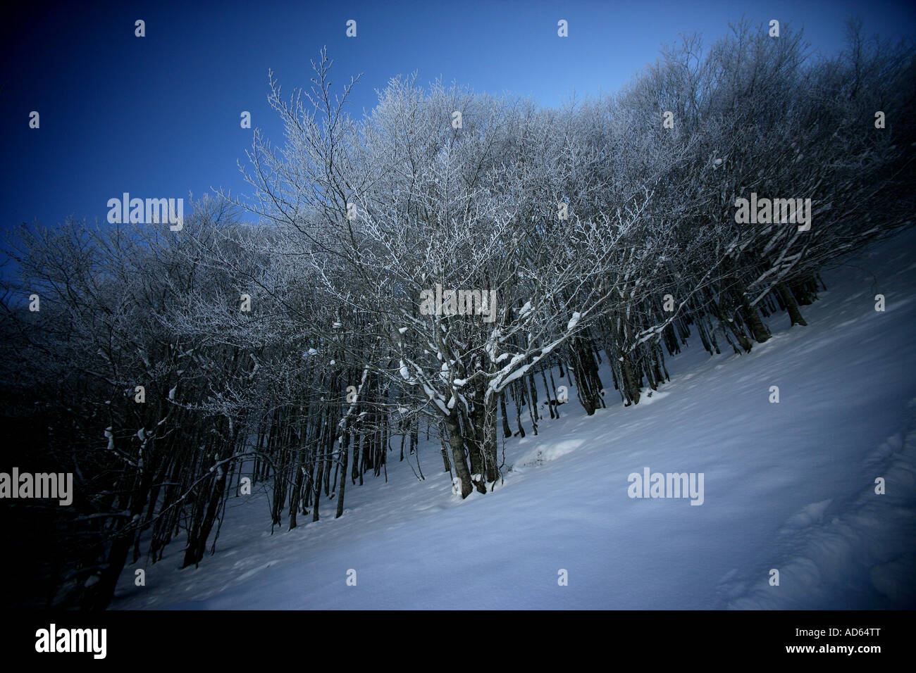 trees in a snow covered slope Stock Photo - Alamy
