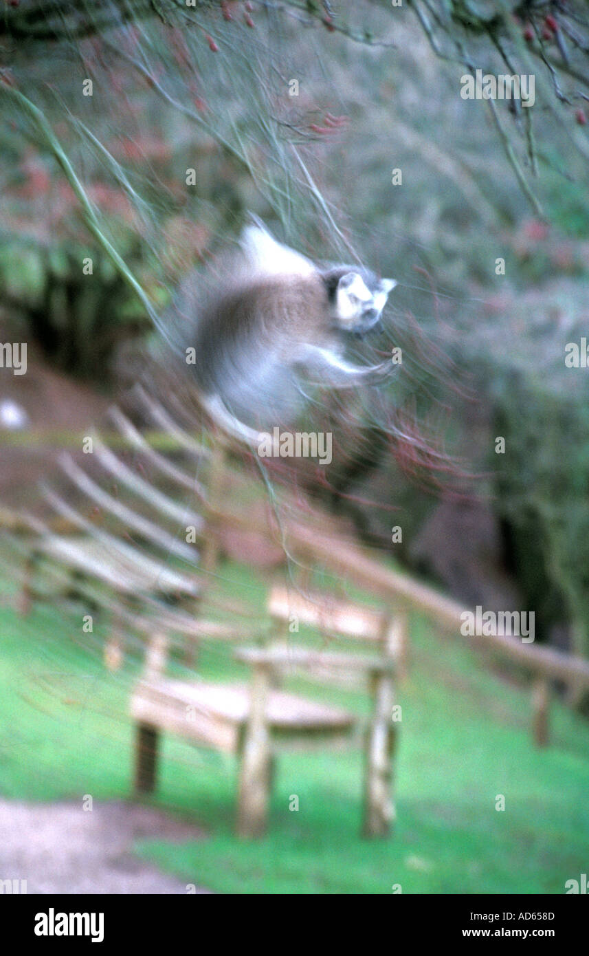 Ringtail lemur jumping Stock Photo - Alamy