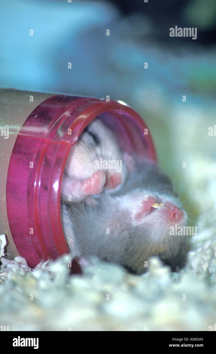 Hamsters sleeping hi-res stock photography and images - Alamy