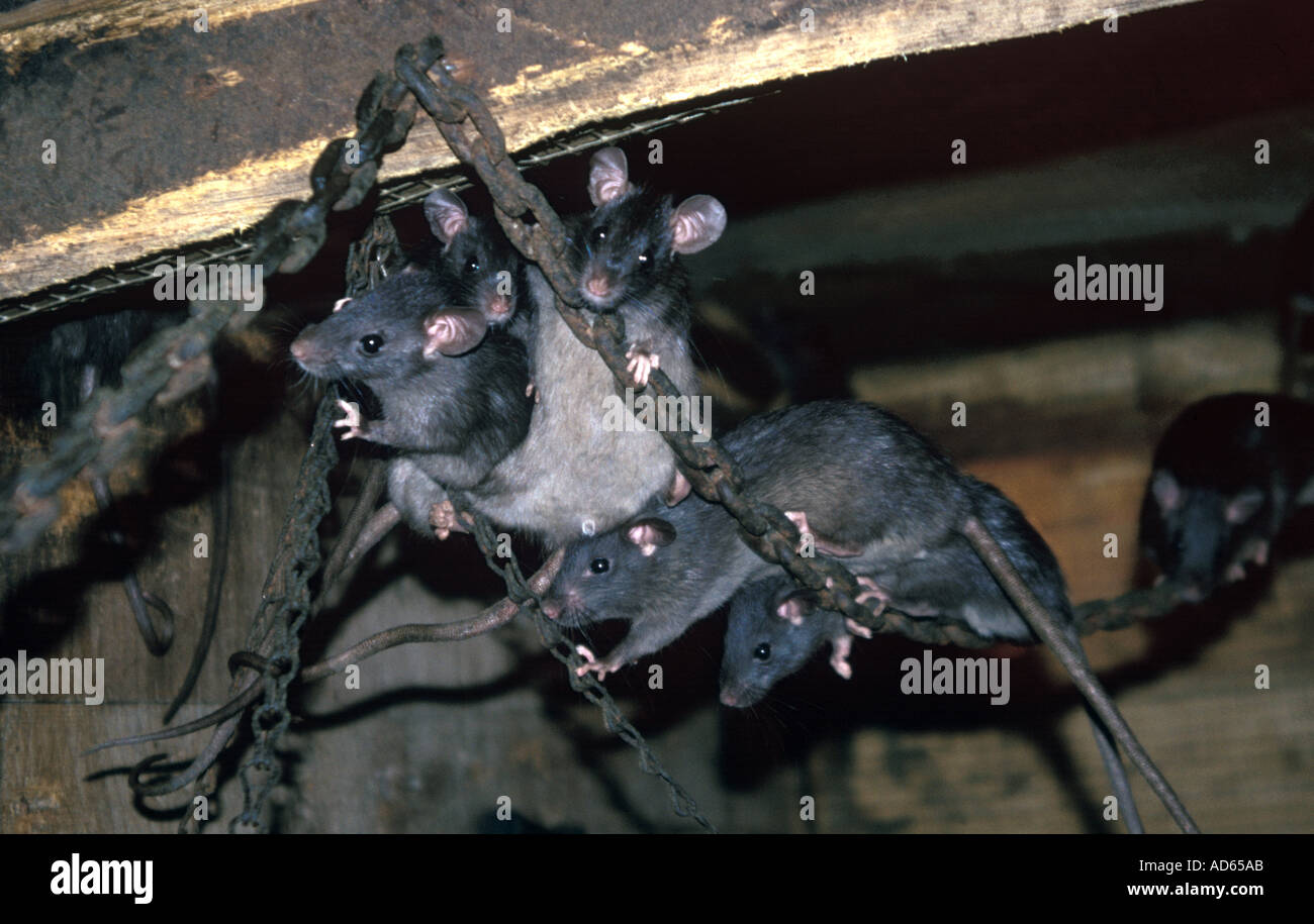 Black rats balancing on chain Stock Photo - Alamy