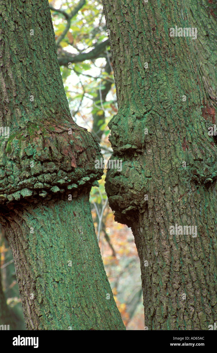 Anthropomorphic tree trunk Stock Photo - Alamy