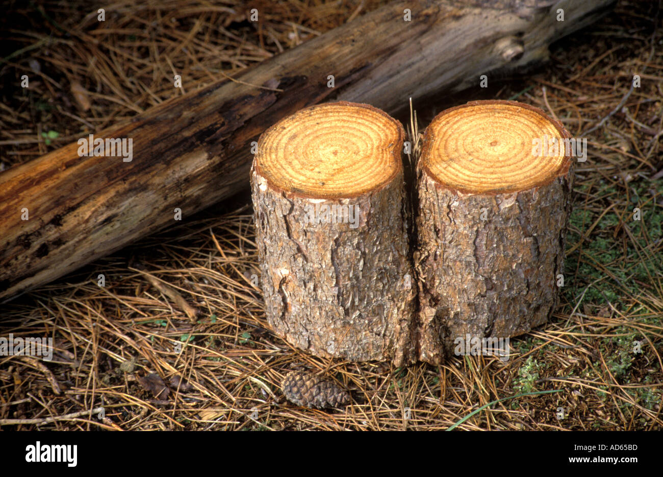 Pine cone and stump Stock Photo - Alamy