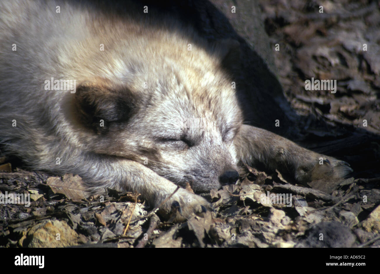 Arctic fox sleeping Stock Photo - Alamy